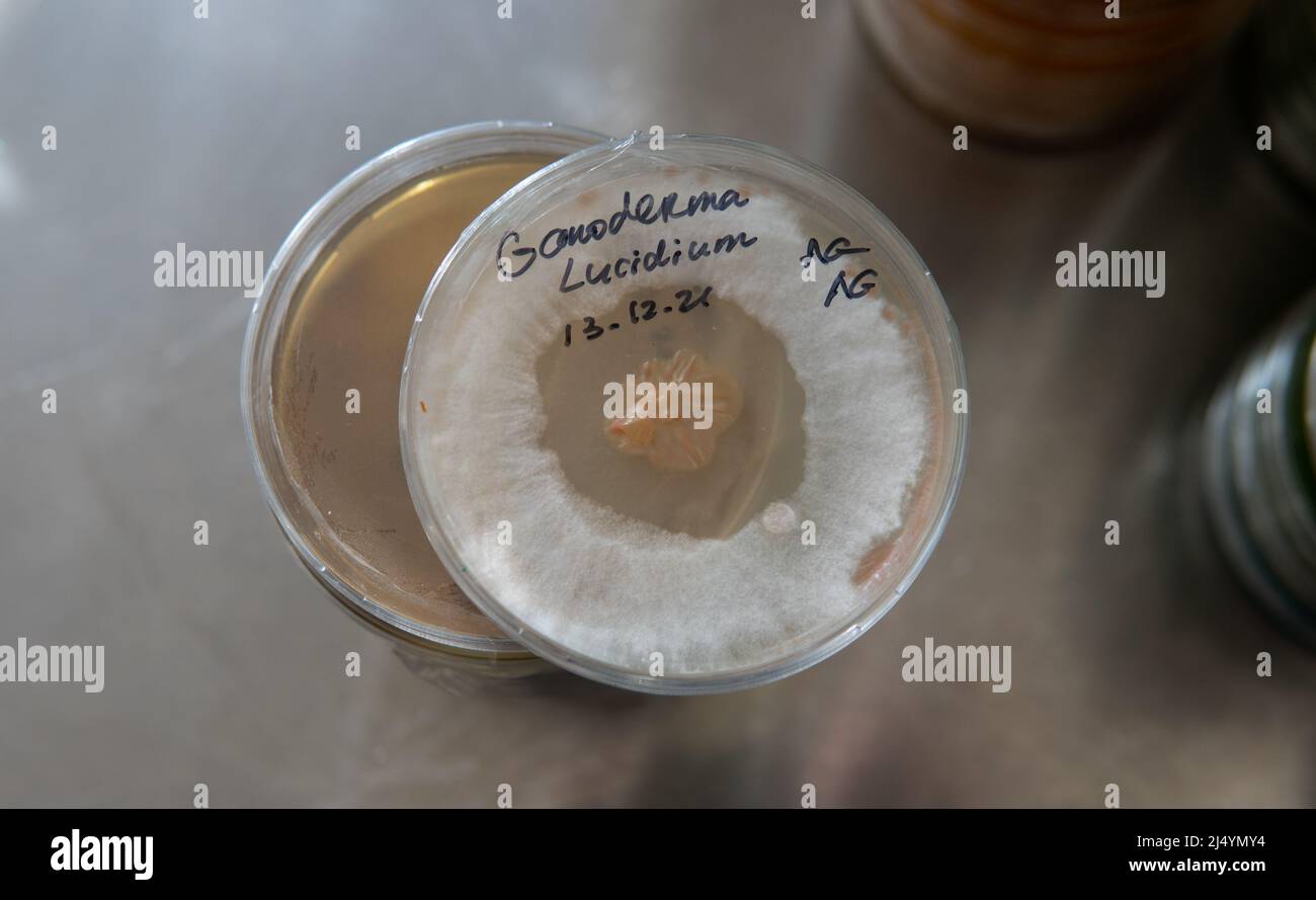 Selection and cultivation of mycelium. Mushroom cultivation around the ...