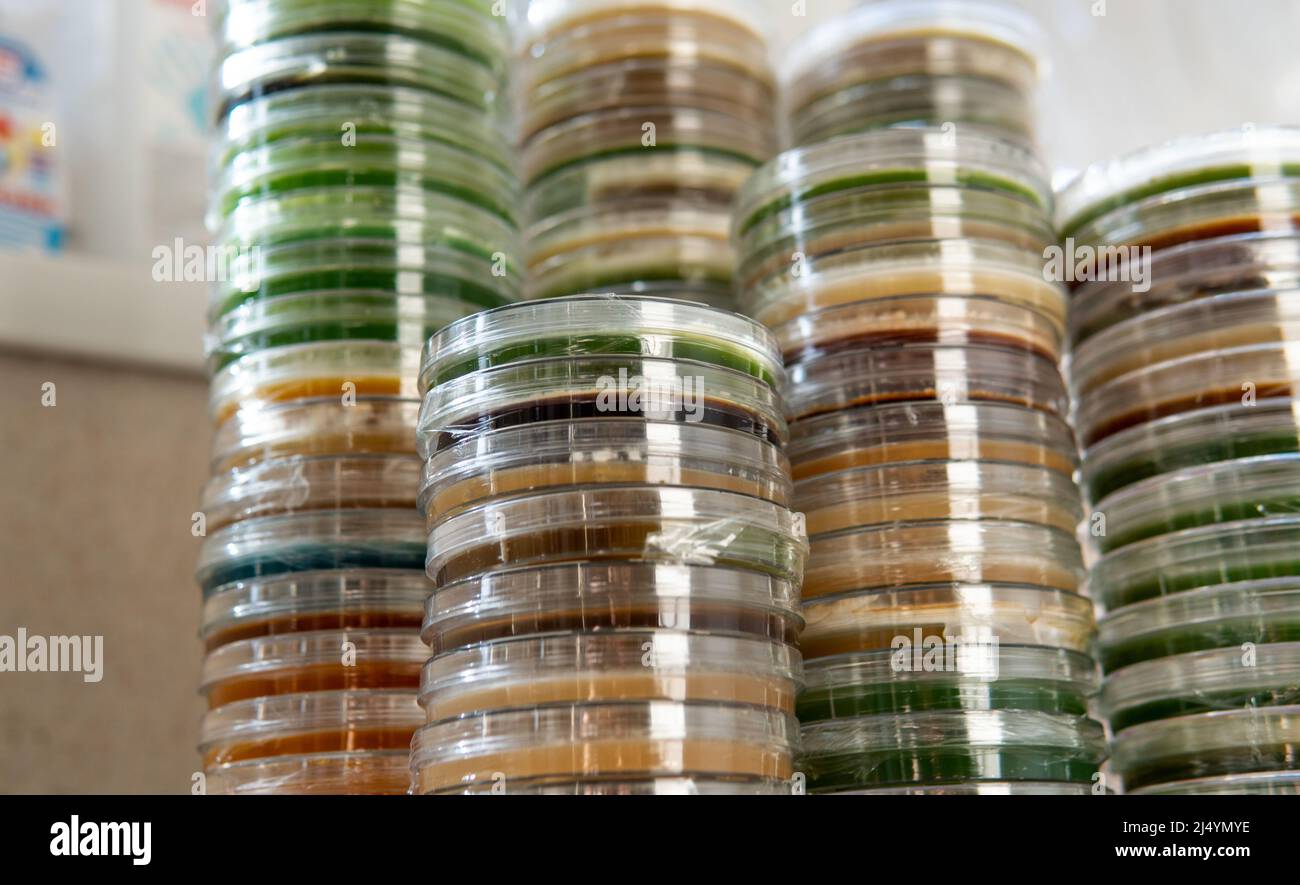 mycelium of exotic mushrooms in petri dishes. Selection and cultivation ...