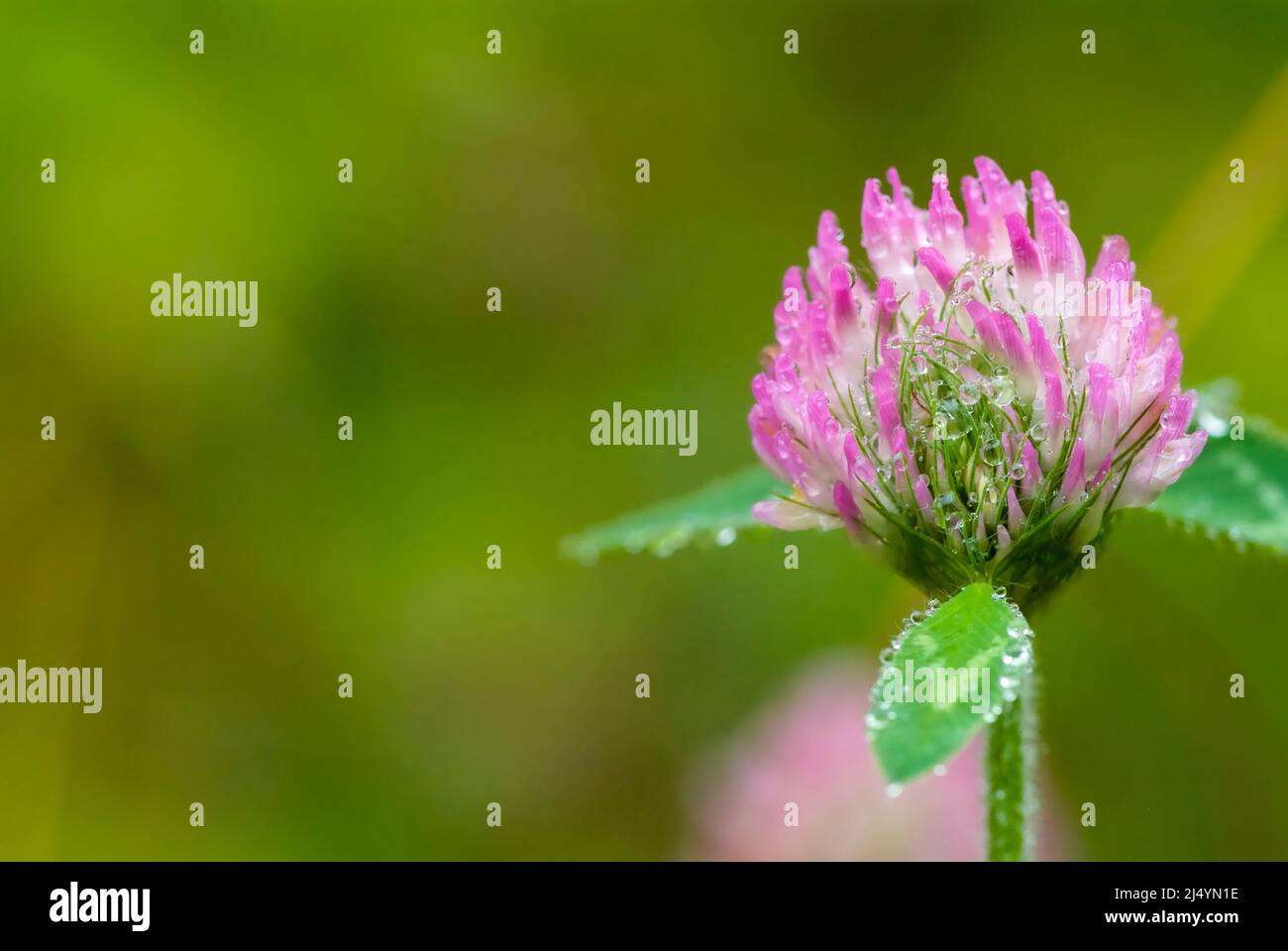 Red Clover -Trifolium pratense-in a New Hampshire field during the ...