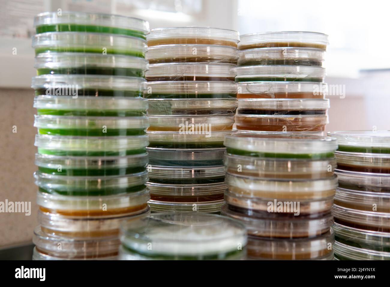 Selection and cultivation of mycelium. Mushroom cultivation around the ...