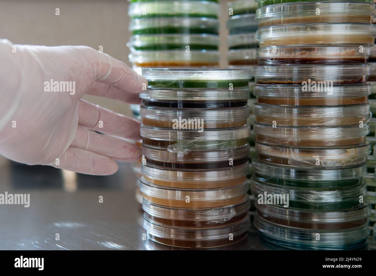 What Size Petri Dish For Mycology at Jackie Proctor blog