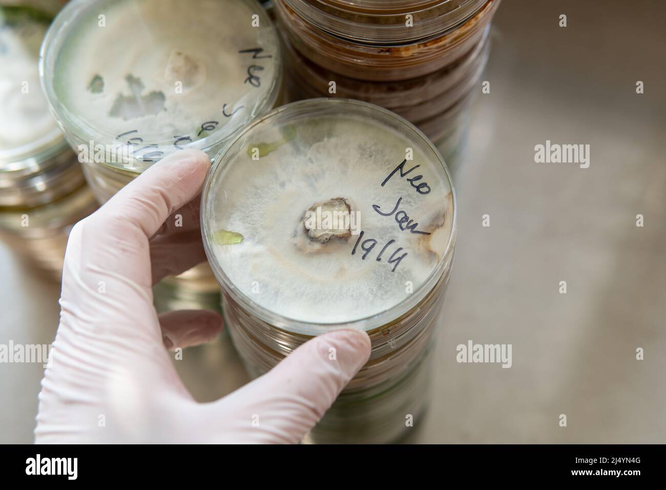 slants with agar for research. Mycology and cultivation of fungi Stock ...