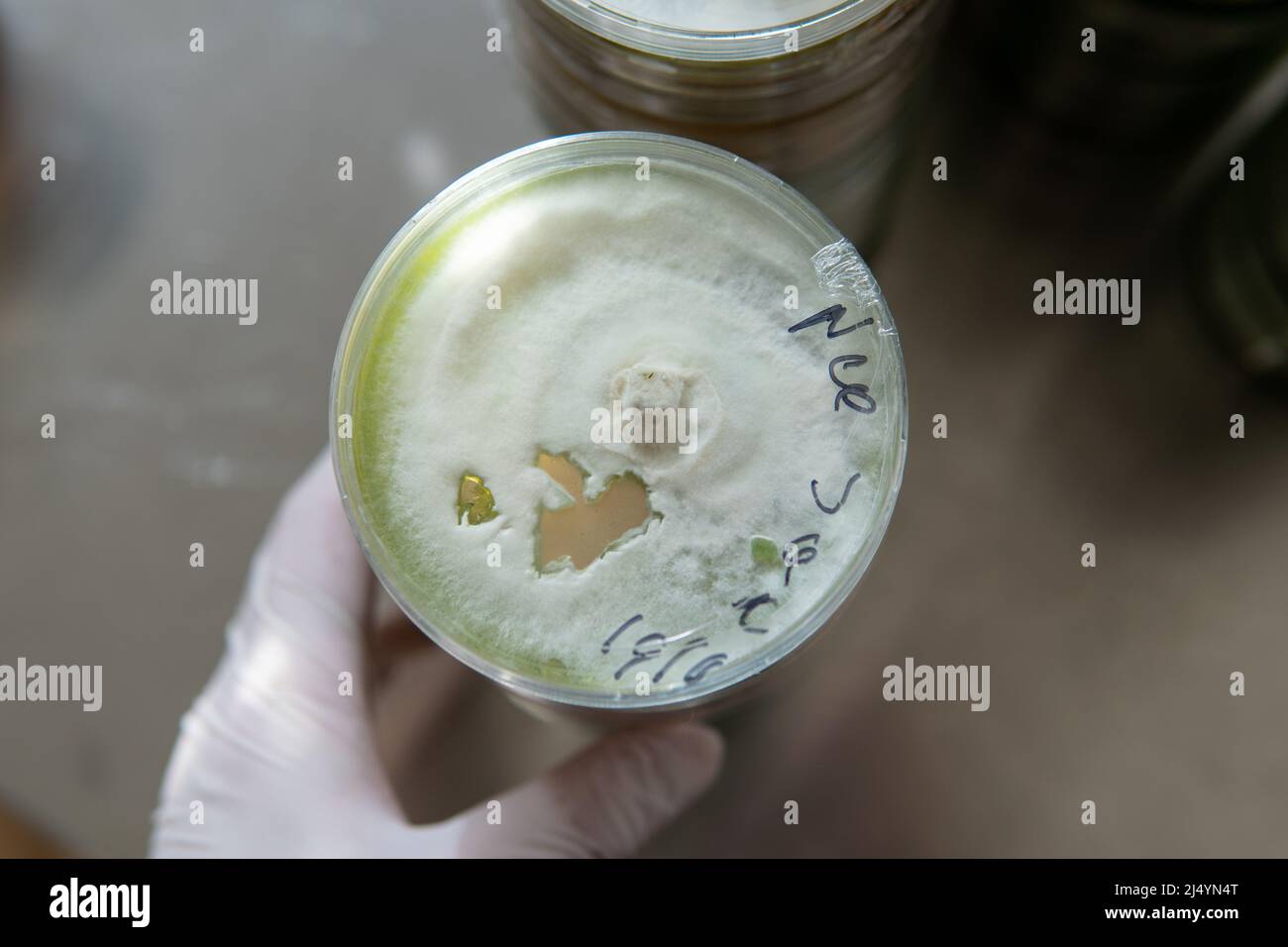 Fungal mycelium symbiotic mycorrhizae hi-res stock photography and ...