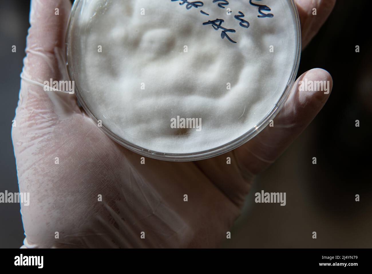 slants and petri dishes with agar for research. Mycology and ...