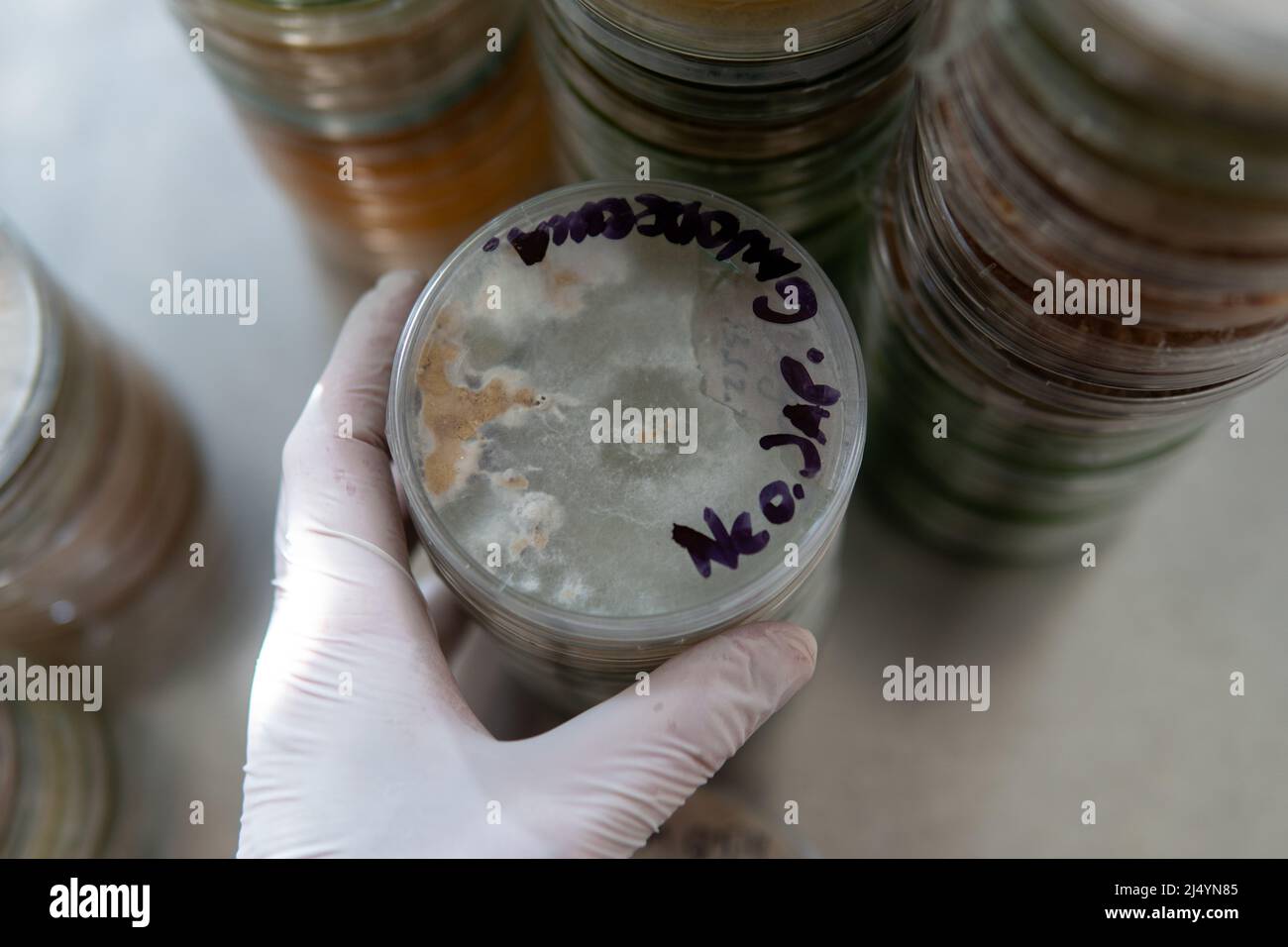 Selection and cultivation of mycelium. Mushroom cultivation around the ...