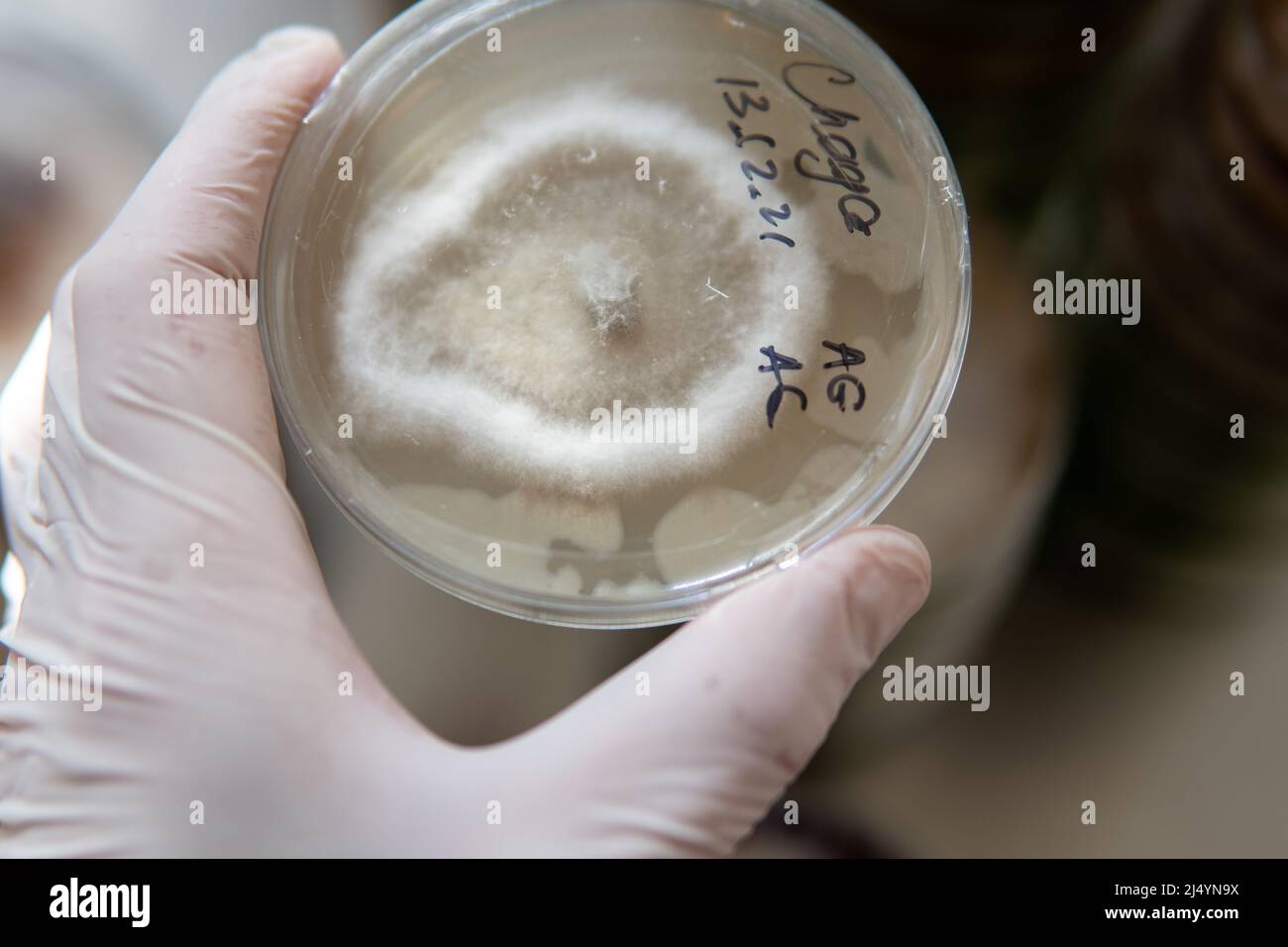 Selection and cultivation of mycelium. Mushroom cultivation around the ...