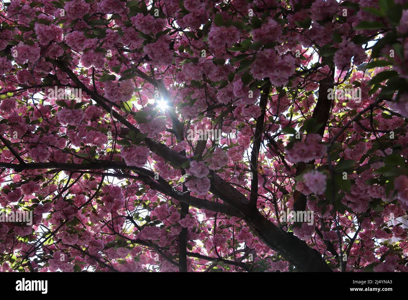 pink cherry blossom and the sun in spring Stock Photo - Alamy