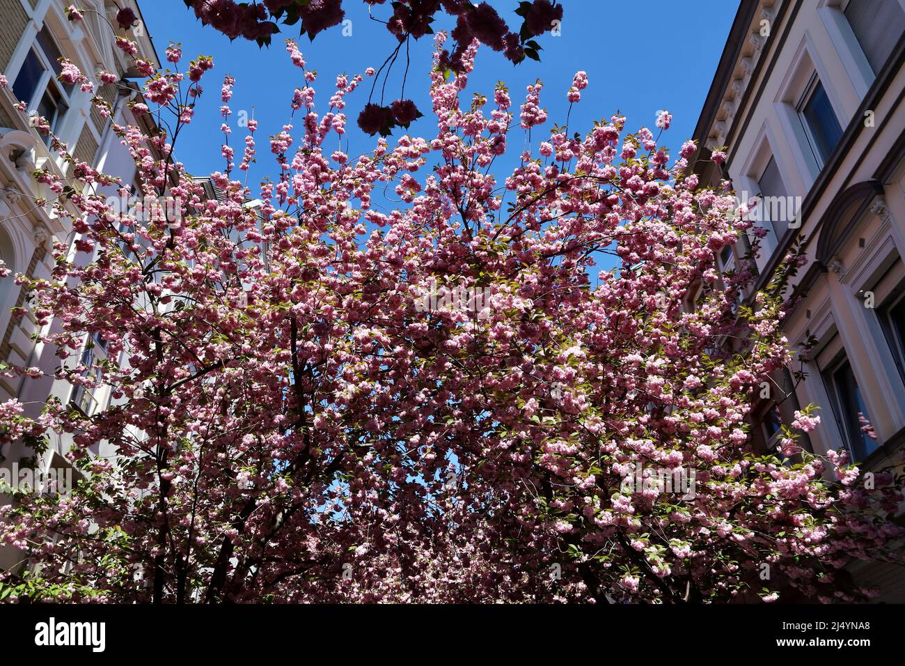 Nice nature between the buildings hi-res stock photography and images ...
