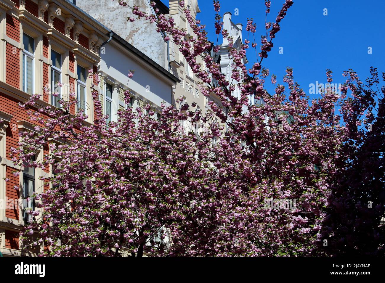 Bonn cherry blossom view hi-res stock photography and images - Alamy