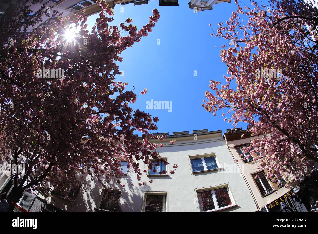 tree in front of a building Stock Photo - Alamy