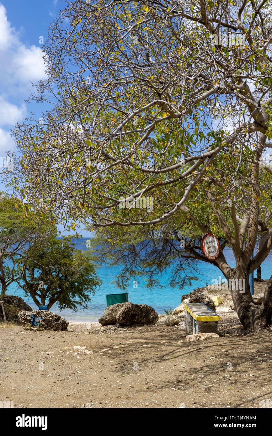 Manchineel tree hi-res stock photography and images - Alamy