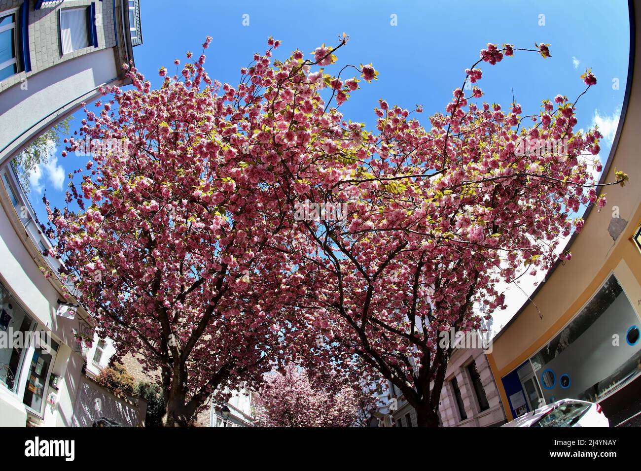 Blossom trees in bonn hi-res stock photography and images - Alamy