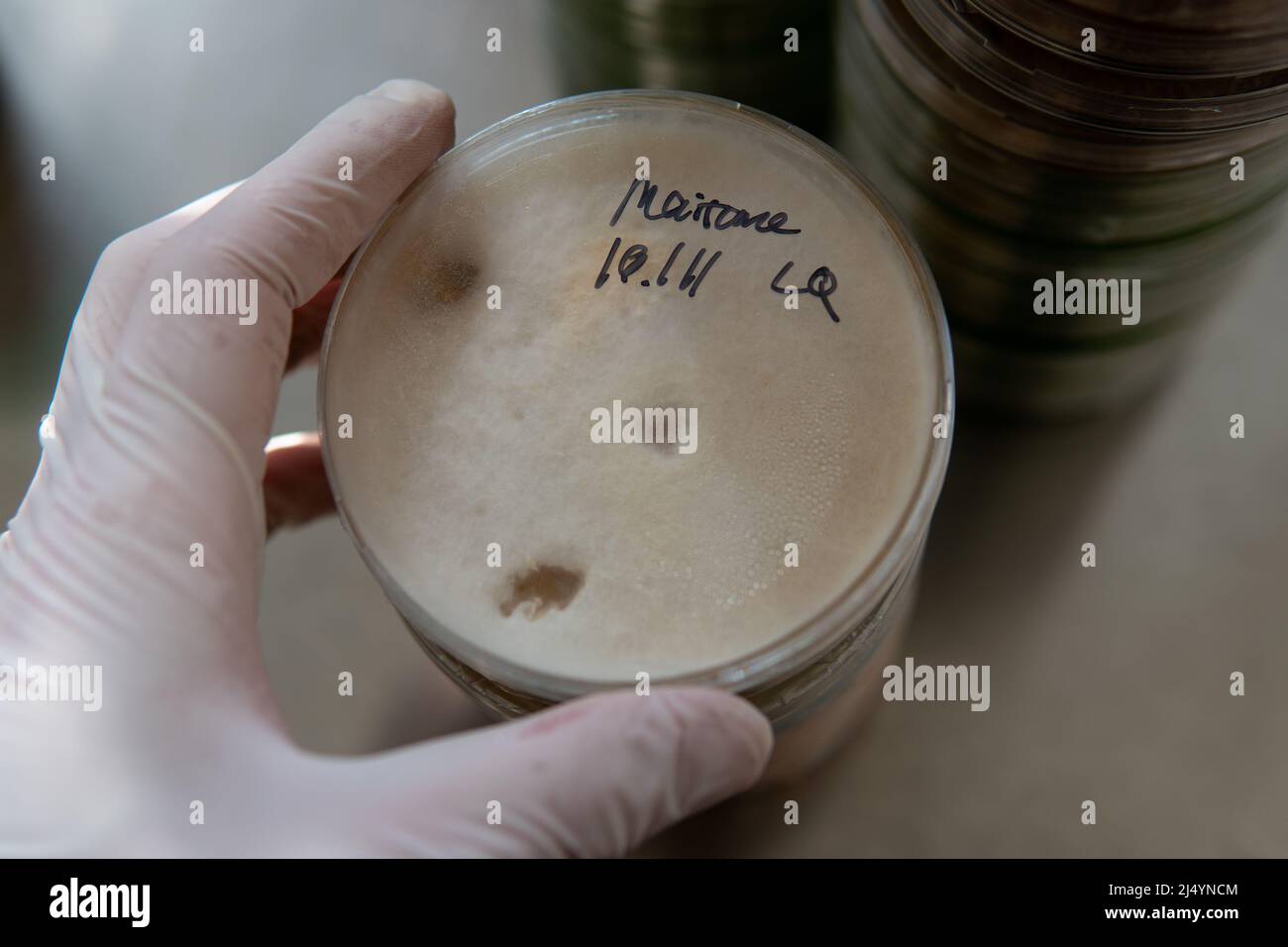 Selection and cultivation of mycelium. Mushroom cultivation around the ...