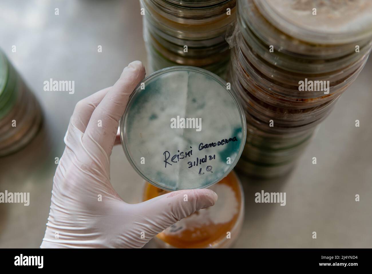 Selection and cultivation of mycelium. Mushroom cultivation around the ...