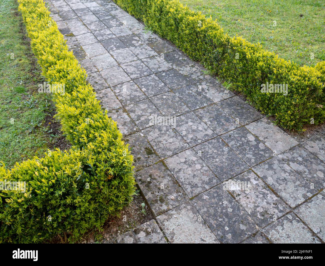 Common box buxus sempervirens garden hi-res stock photography and ...
