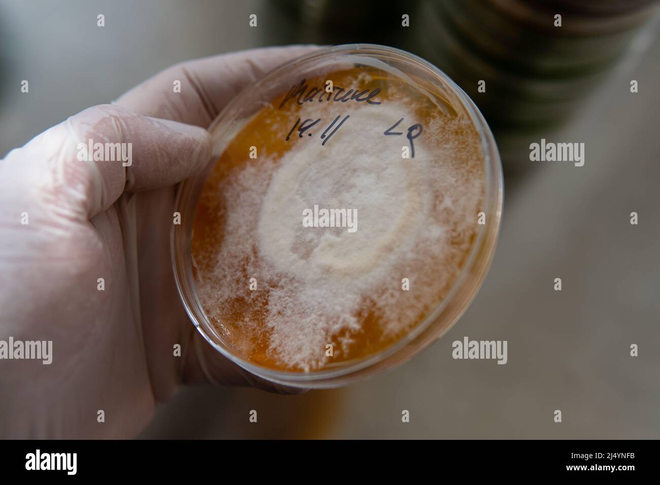 Selection and cultivation of mycelium. Mushroom cultivation around the ...