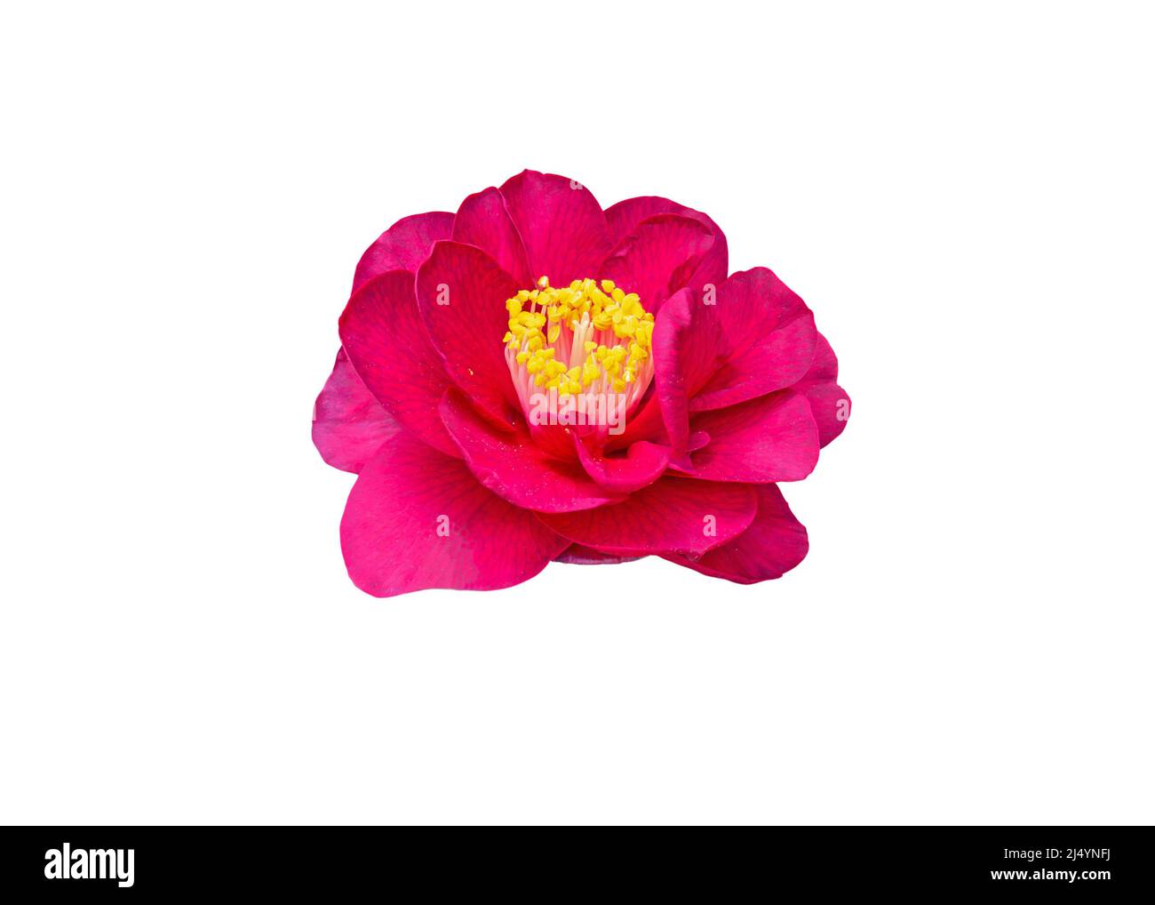 Red camellia japonica double form flower isolated on white. Japanese ...
