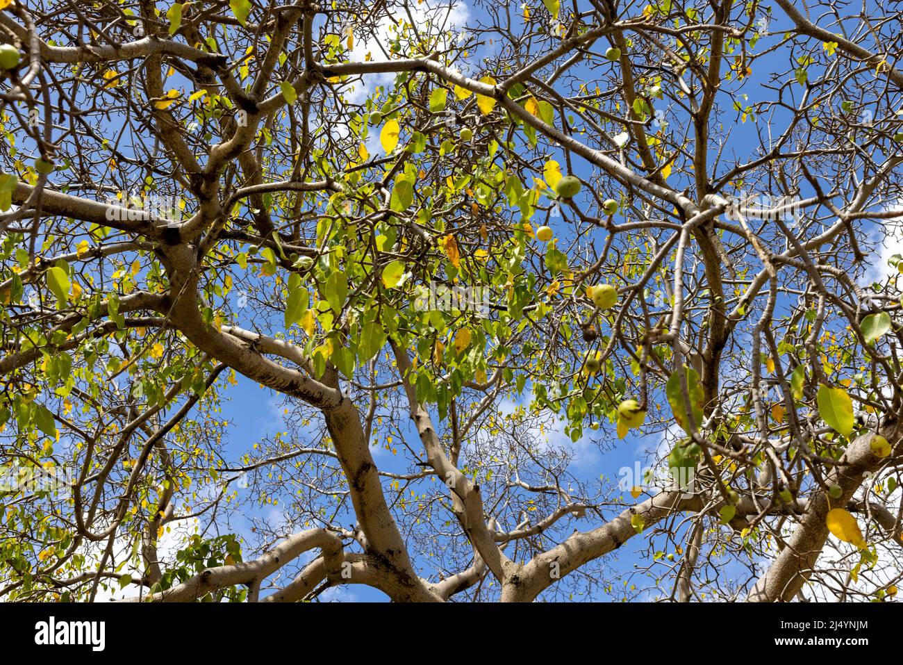 Manchineel tree with poisonous fruits at Playa Jeremi on the Caribbean ...