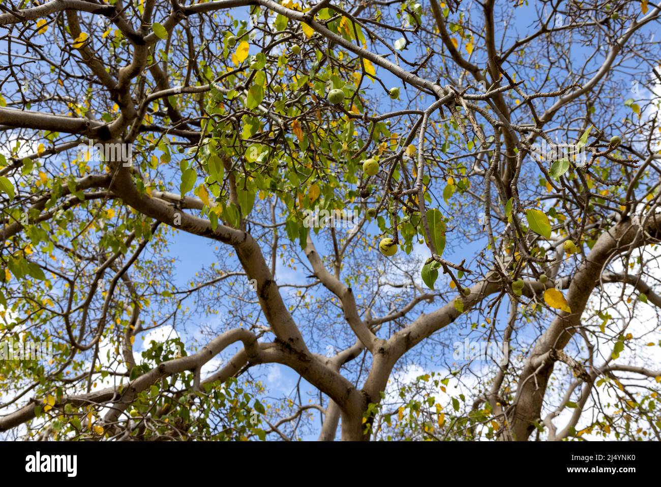 Manchineel tree with poisonous fruits at Playa Jeremi on the Caribbean ...