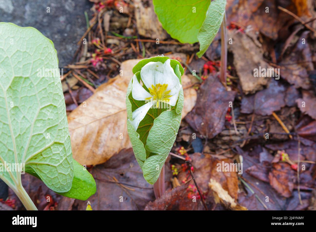 Bloodroot - Sanguinaria canadensis - during the spring months in a New ...