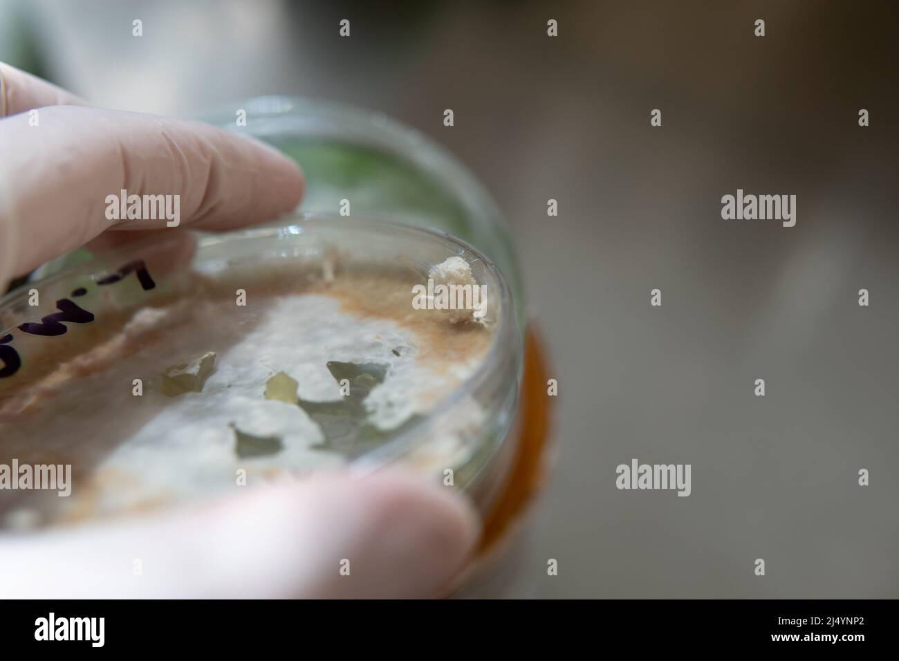 slants and petri dishes with agar for research. Mycology and ...