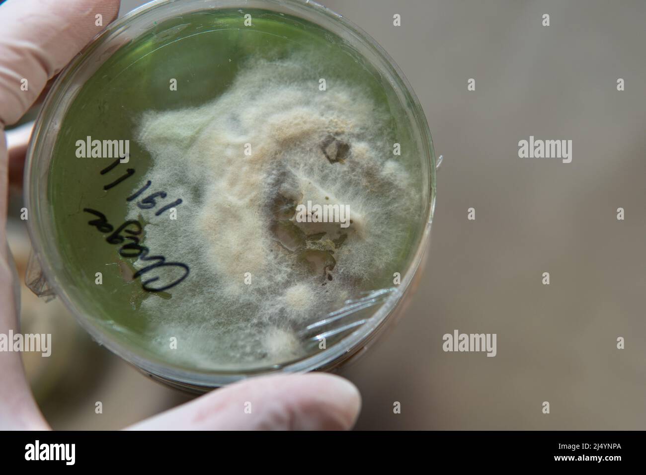 Selection and cultivation of mycelium. Mushroom cultivation around the ...