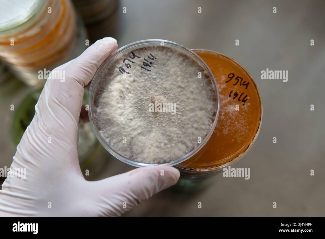 Selection and cultivation of mycelium. Mushroom cultivation around the ...