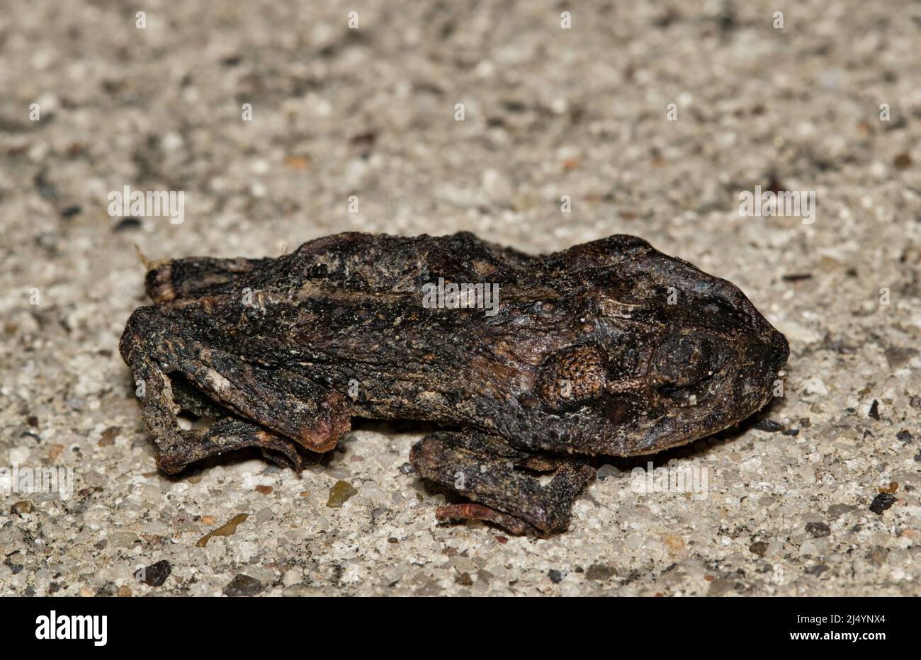 Dried frog skin amphibian hi-res stock photography and images - Alamy