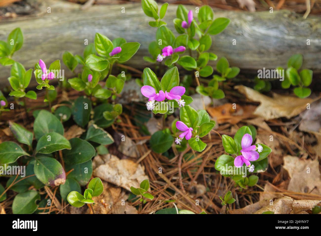 Fringed Polygala - Polygala paucifolia - during the spring months in a ...