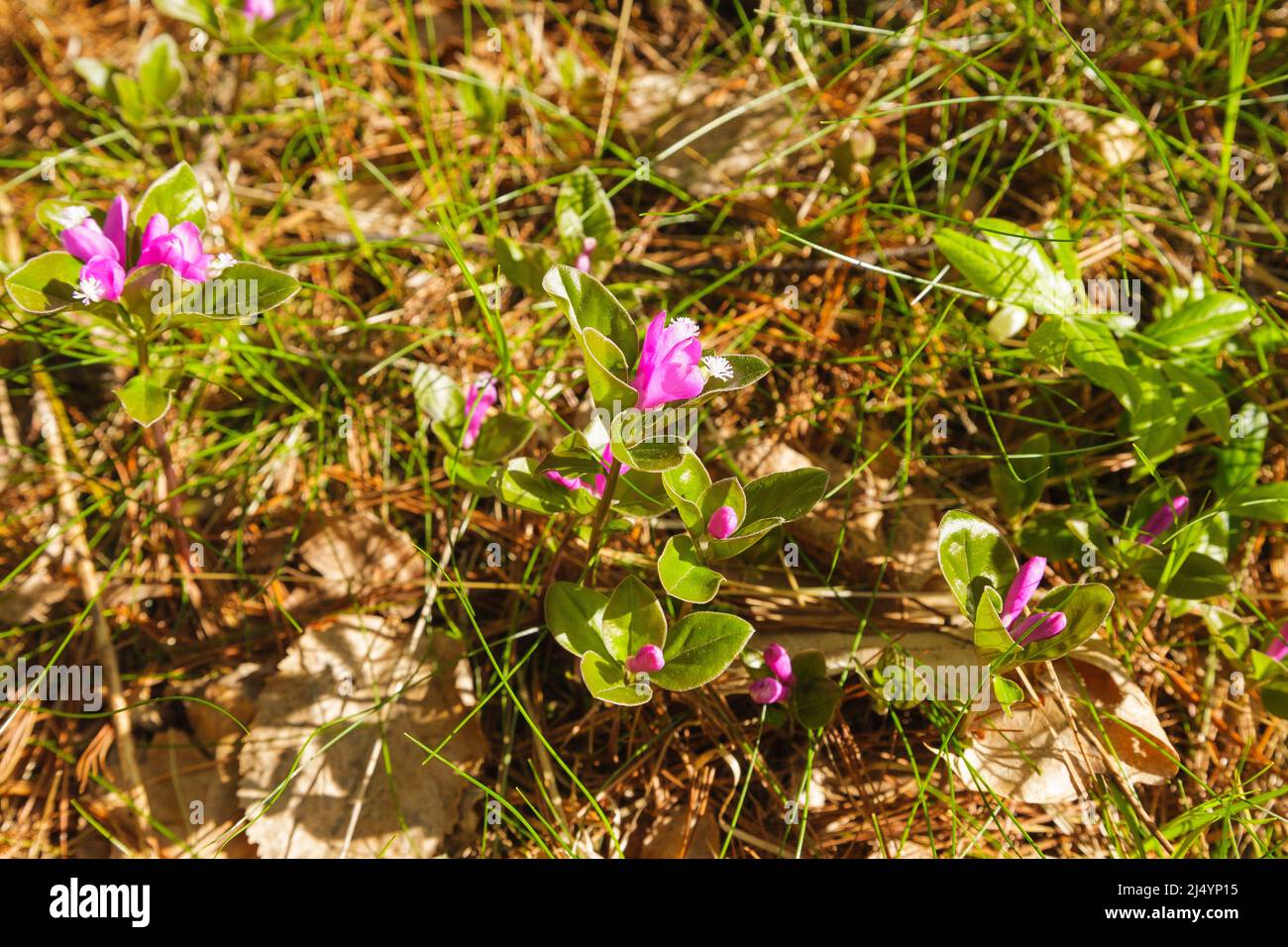 Fringed Polygala - Polygala paucifolia - during the spring months in a ...