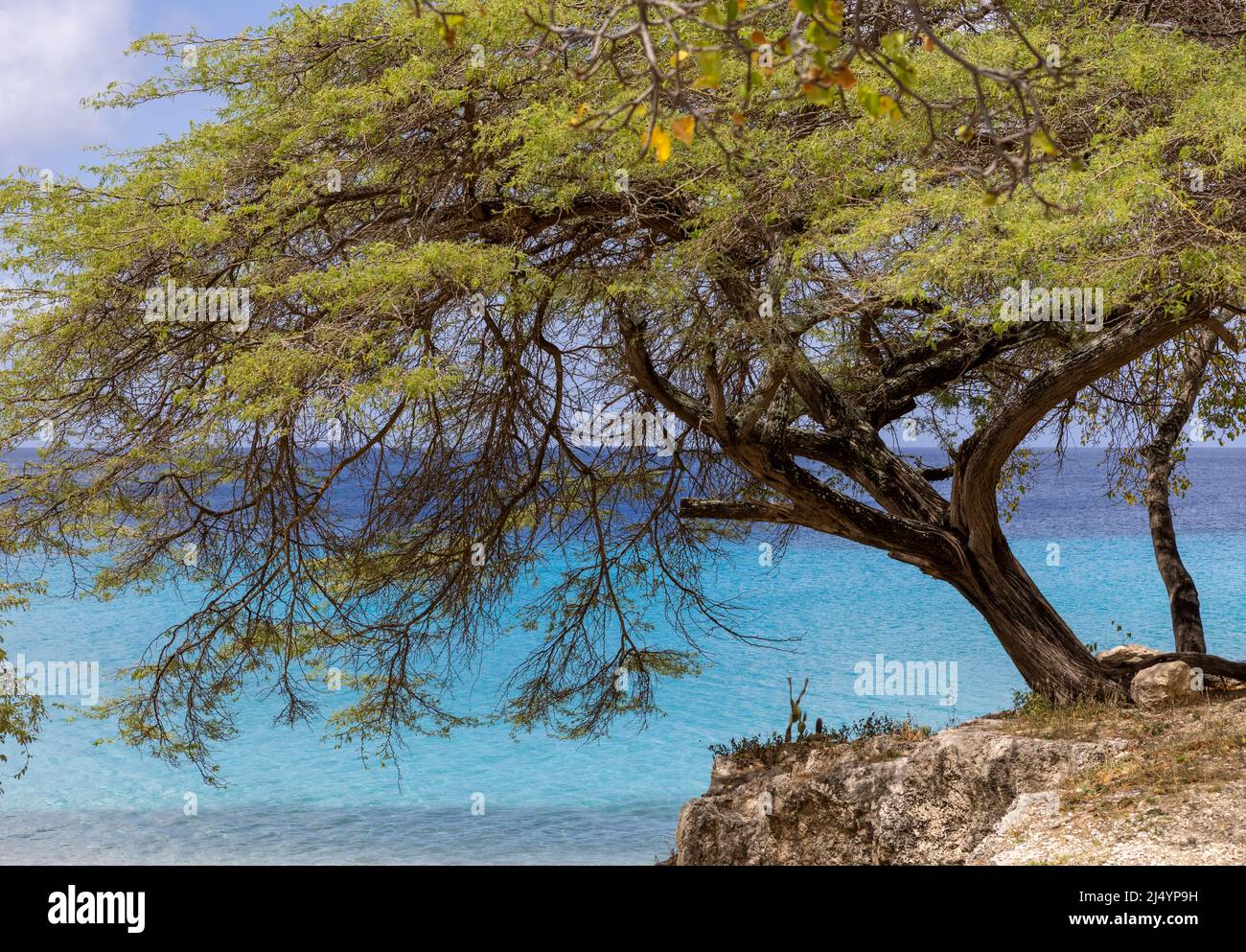 Big tree and the Caribbean sea in different shades of blue at Playa ...