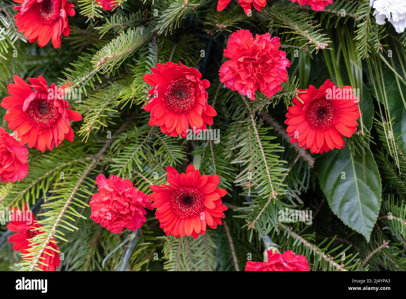 White and red flowers in a wreath with coniferous branches. The ...