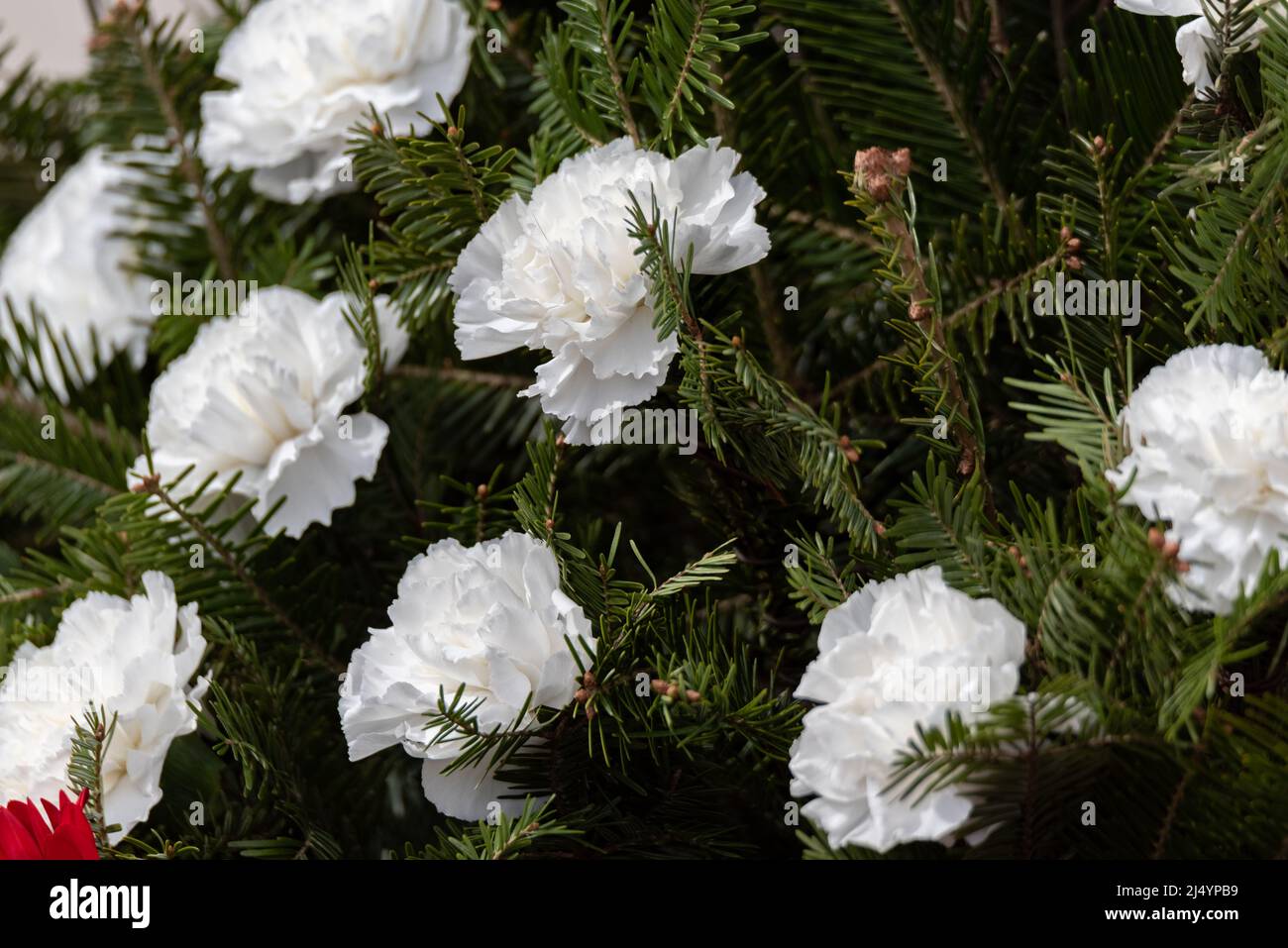 White and red flowers in a wreath with coniferous branches. The ...