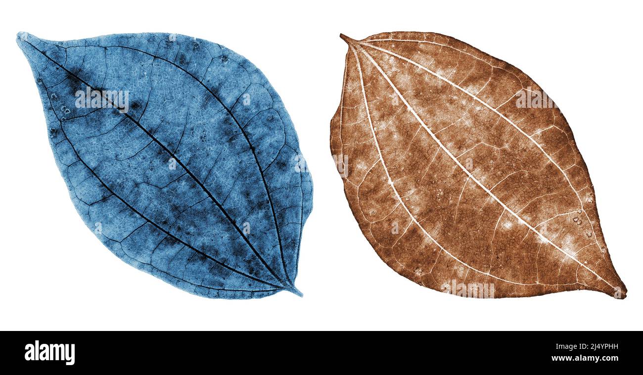 Dry leaf in two versions: positive blue, negative brown Stock Photo - Alamy