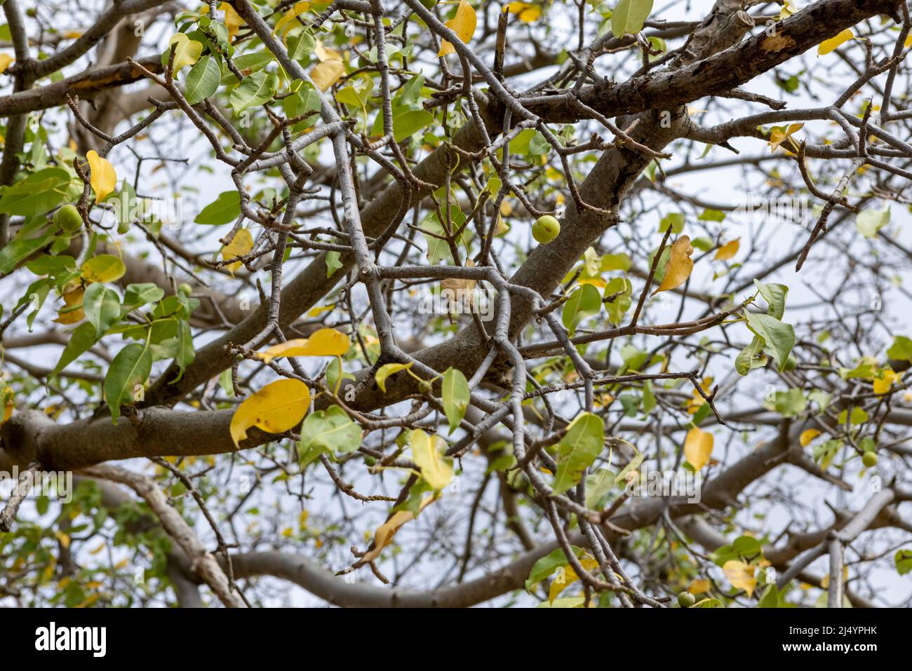 Manchineel tree with poisonous fruits at Playa Jeremi on the Caribbean ...