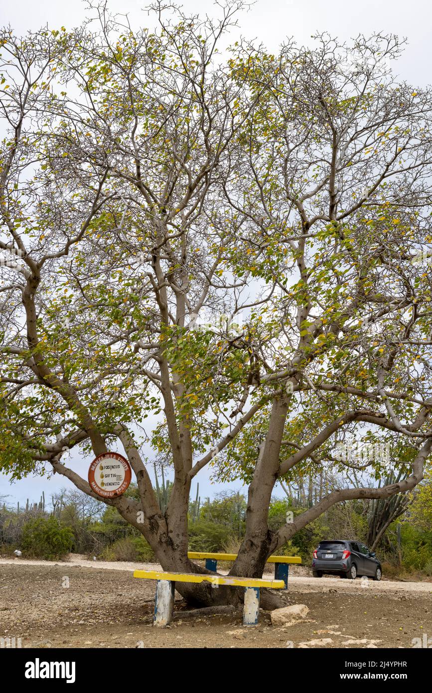 Poisonous manchineel tree with a warning sign at the parking lot of ...