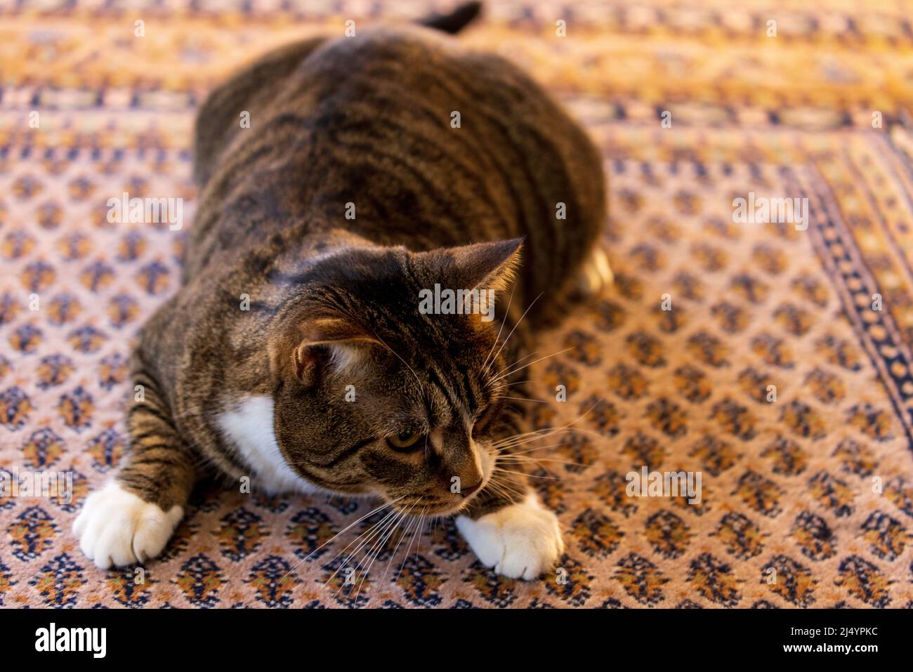 Cute cat in hunting pose on patterned rug Stock Photo - Alamy
