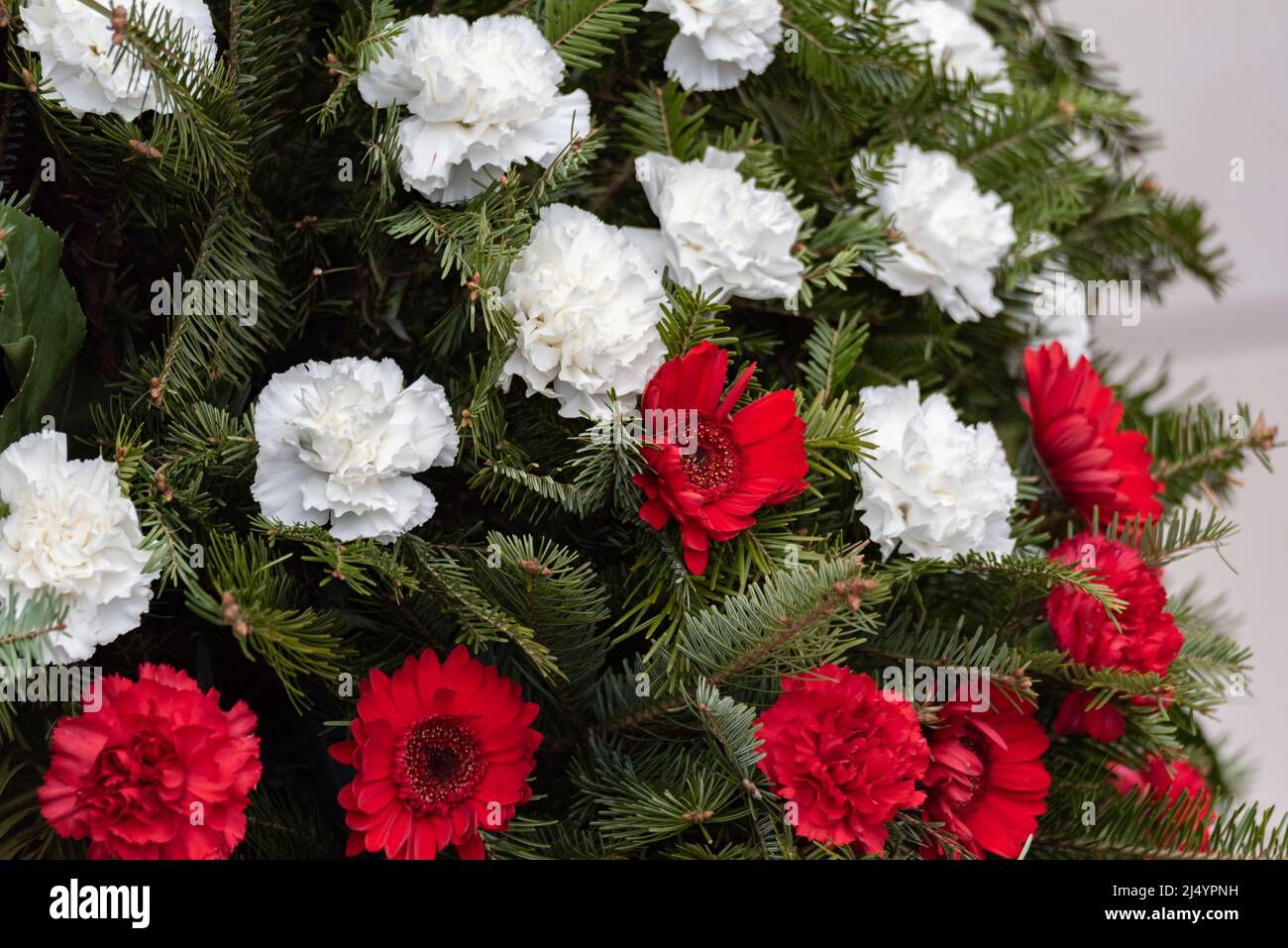 White and red flowers in a wreath with coniferous branches. The ...