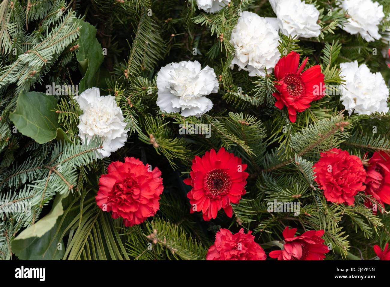 White and red flowers in a wreath with coniferous branches. The ...