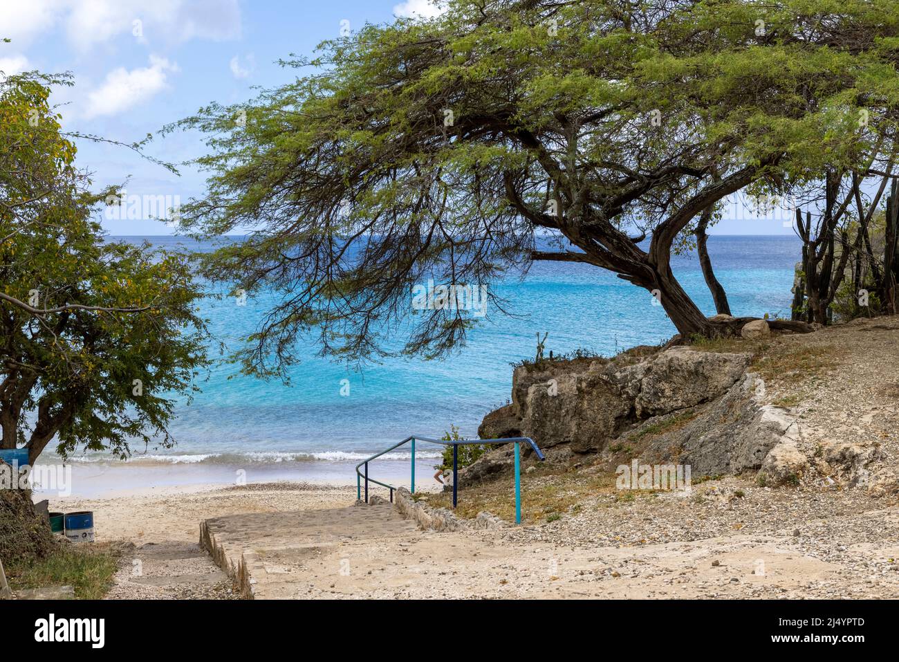 Big tree and the Caribbean sea in different shades of blue at Playa ...
