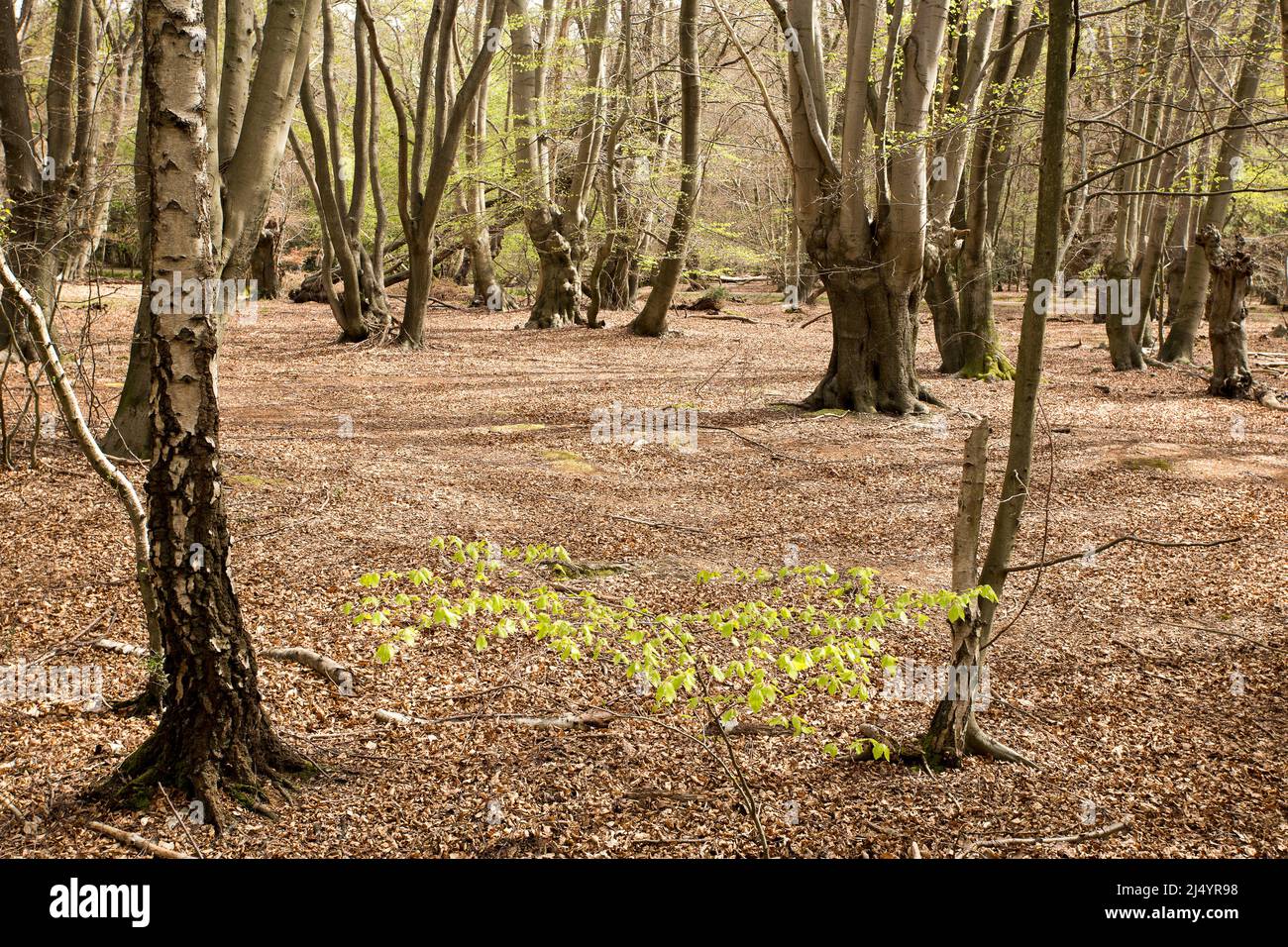 Thames Valley Epping Forest Essex, England UK Europe Stock Photo - Alamy