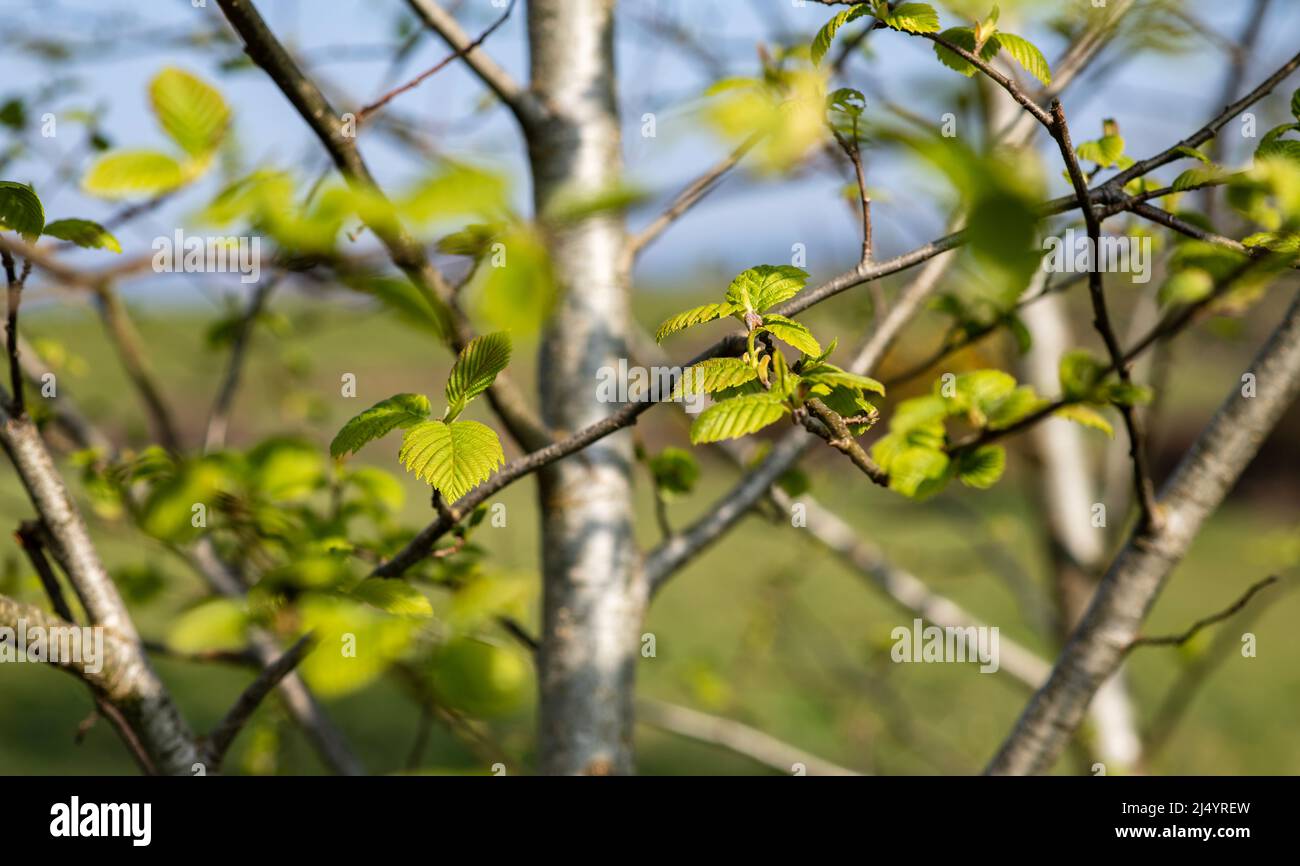 Spring plants, spring flowering plants, spring green color on trees and ...
