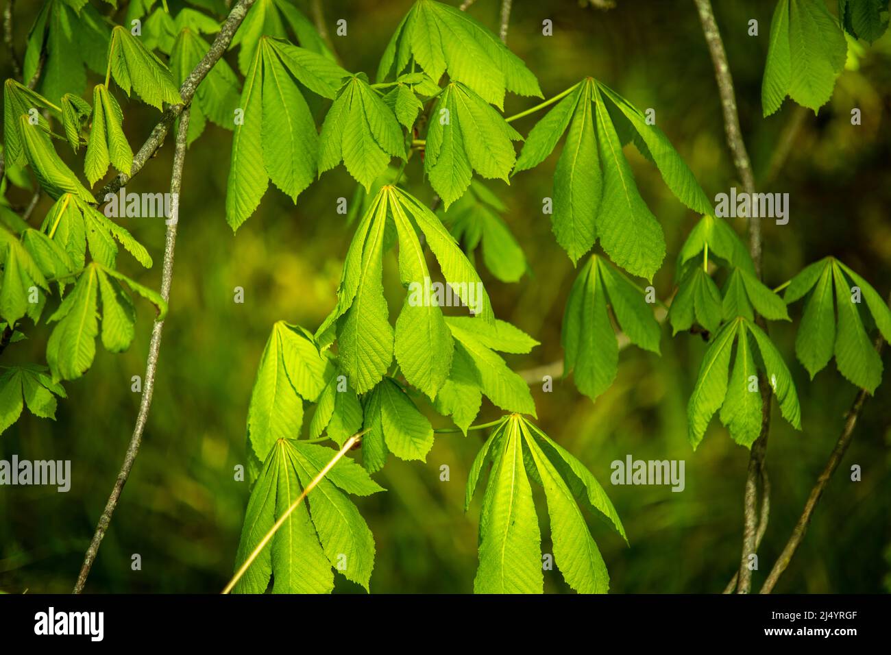 Spring plants, spring flowering plants, spring green color on trees and ...