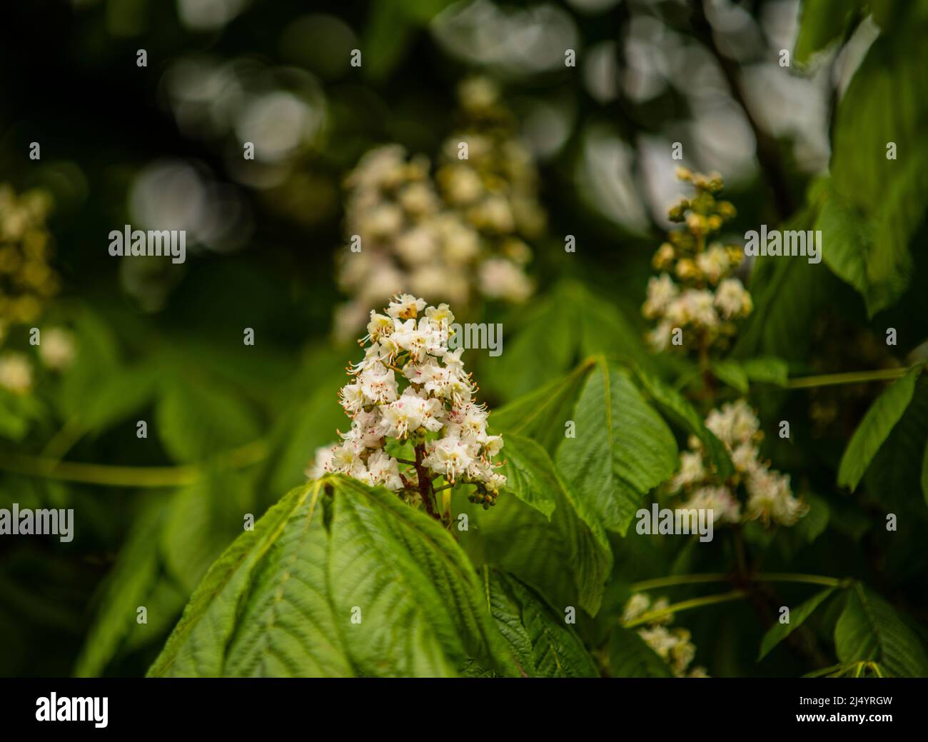 Spring plants, spring flowering plants, spring green color on trees and ...