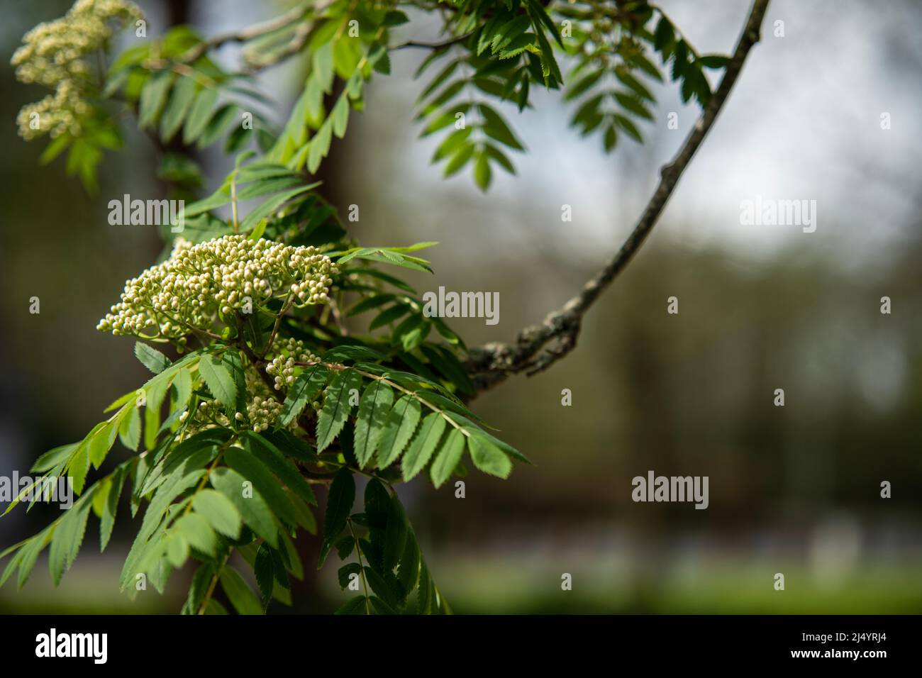 Spring plants, spring flowering plants, spring green color on trees and ...