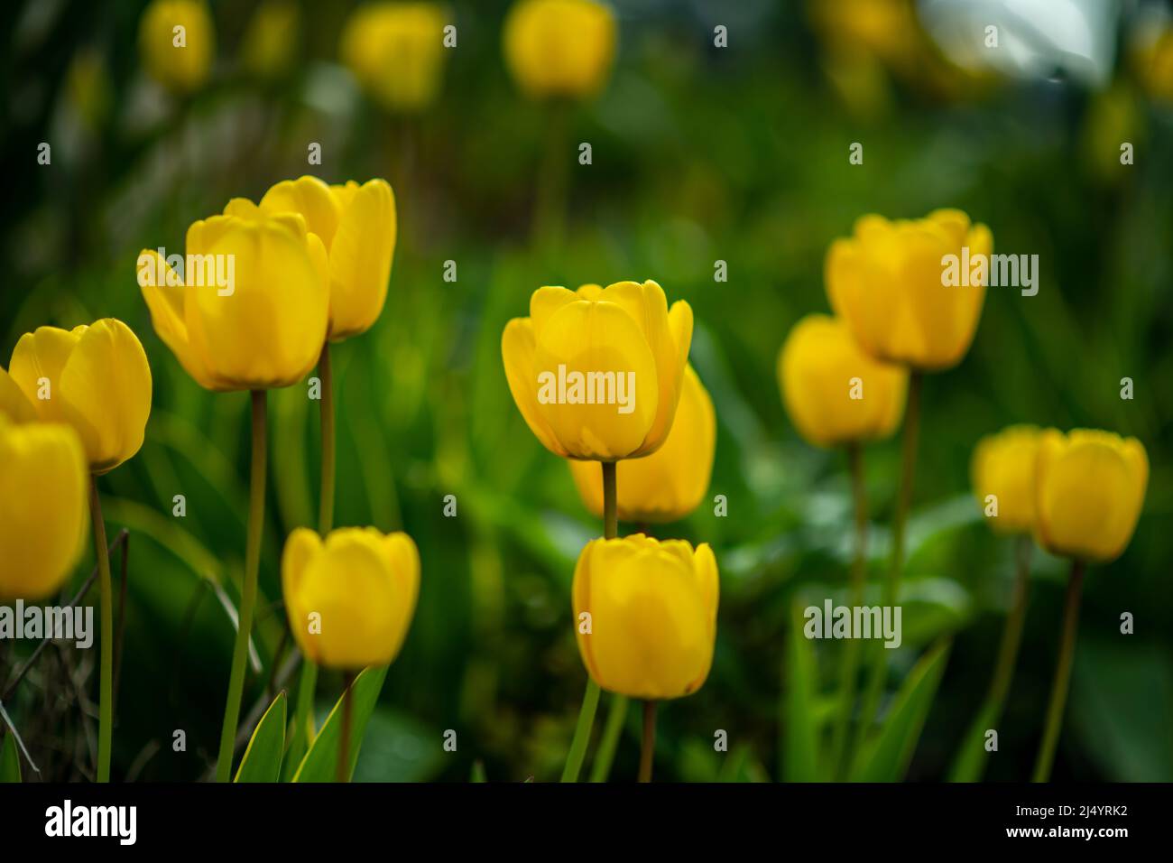 Spring plants, spring flowering plants, spring green color on trees and ...