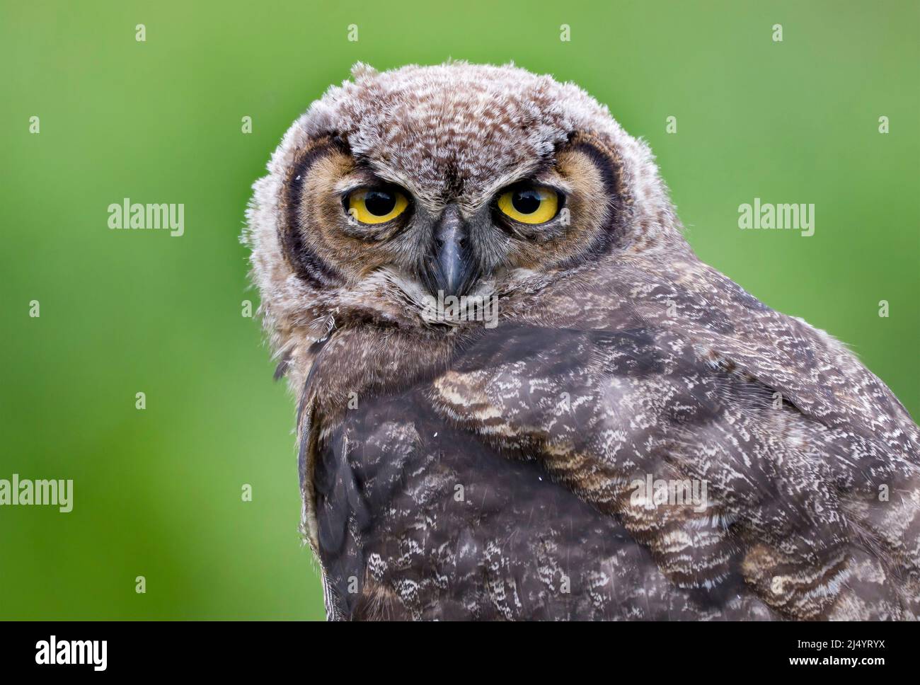 Northwest owl hi-res stock photography and images - Alamy