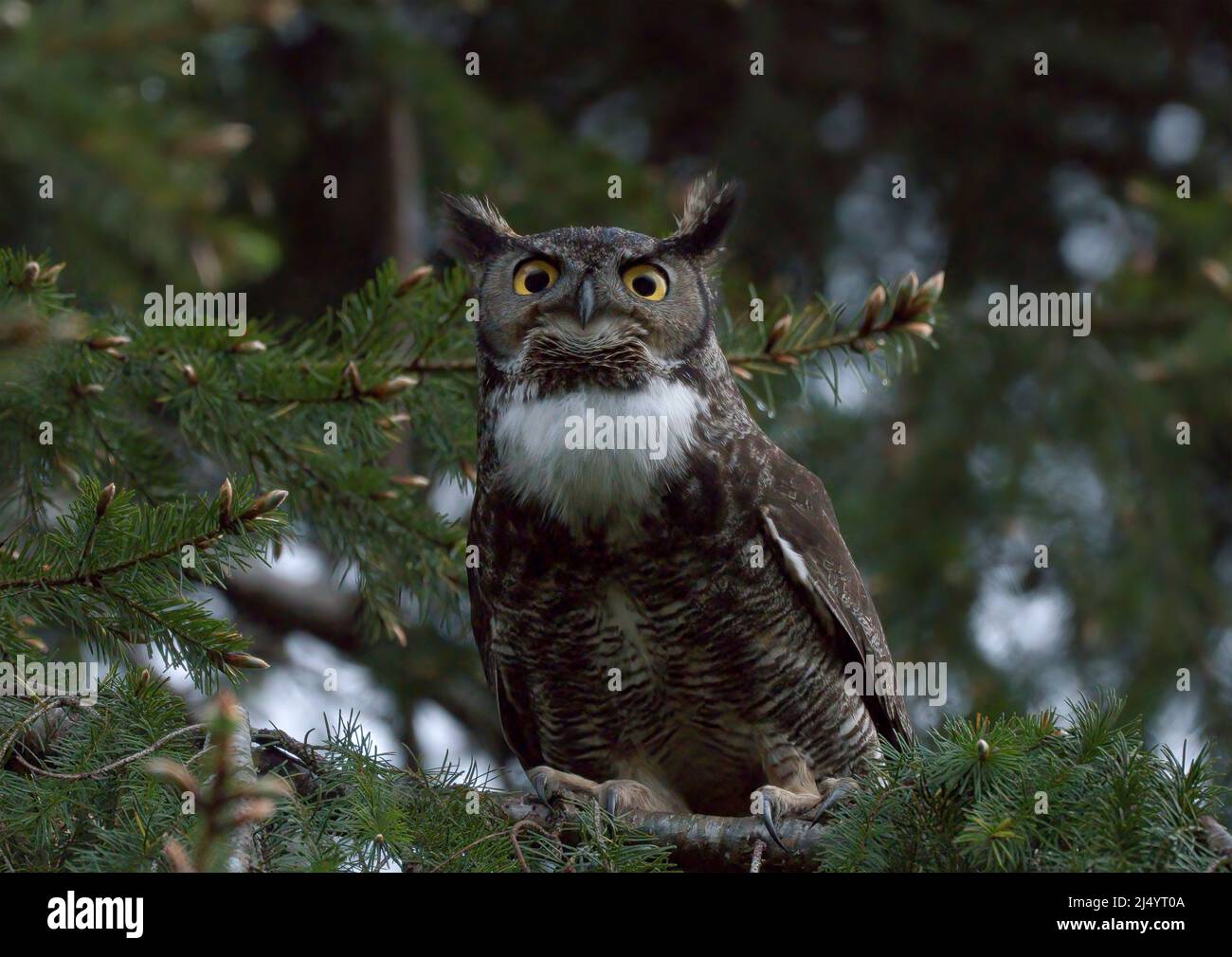 Northwest owl hi-res stock photography and images - Alamy