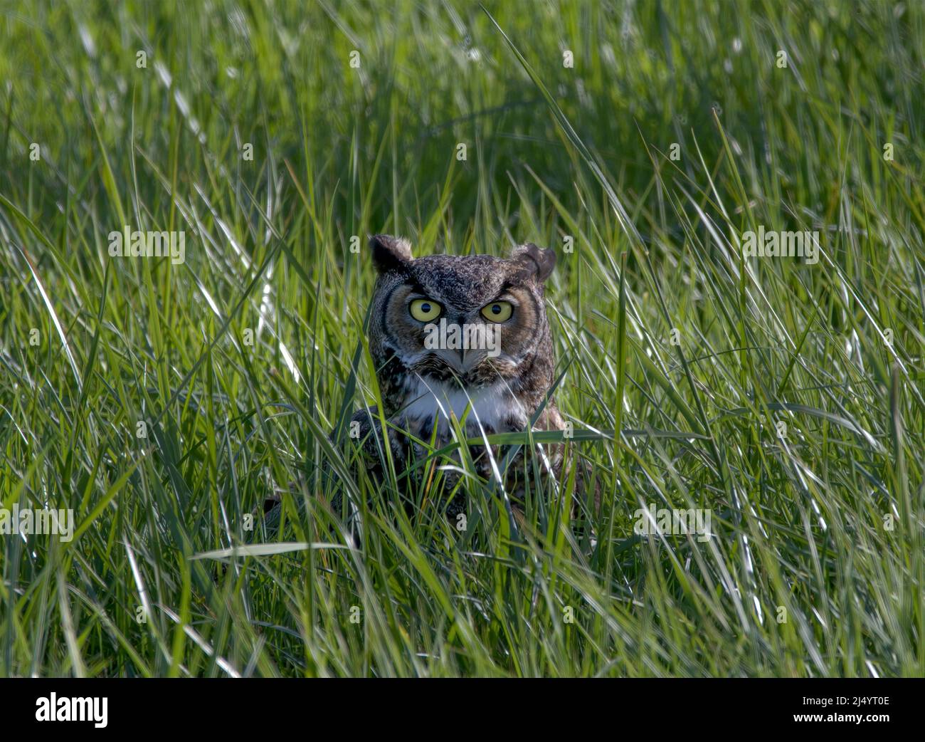 A Great Horned Owl hides in tall grass at the Julia Butler Hansen ...