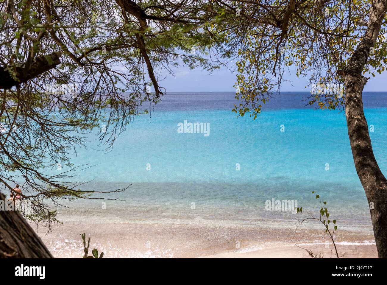 Tree and the Caribbean sea in different shades of blue at Playa Jeremi ...